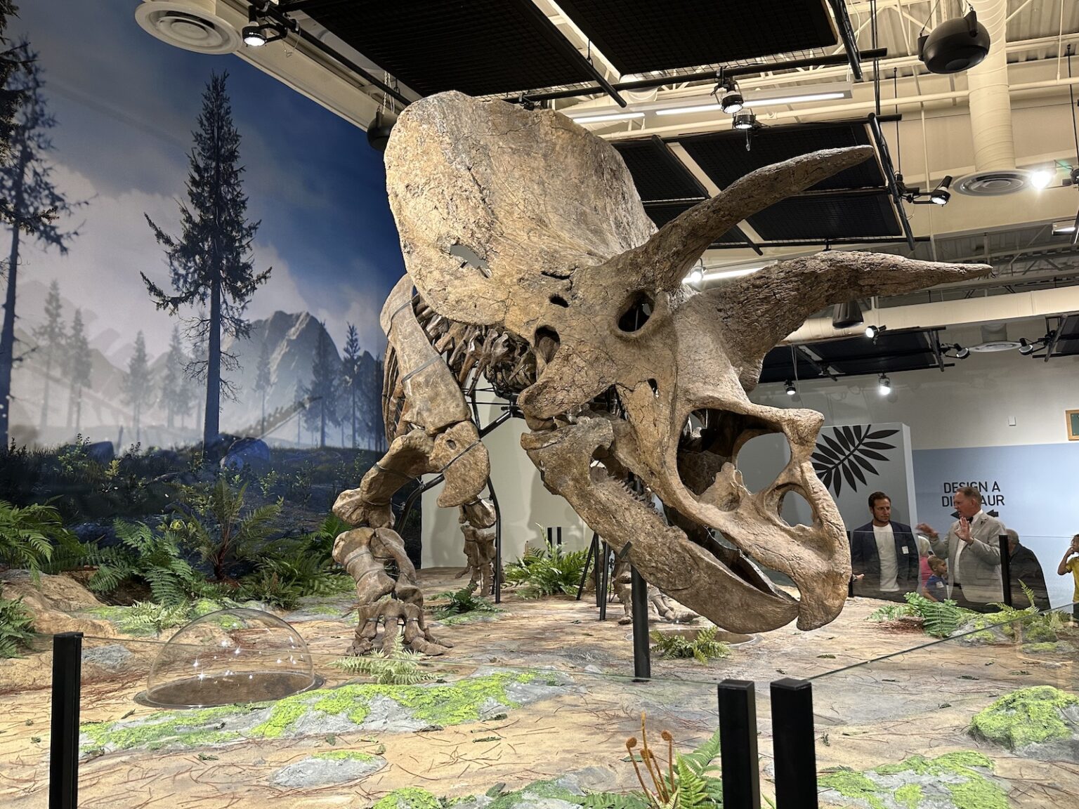 A sneak peek at “Big John,” the triceratops at the Glazer Children’s ...