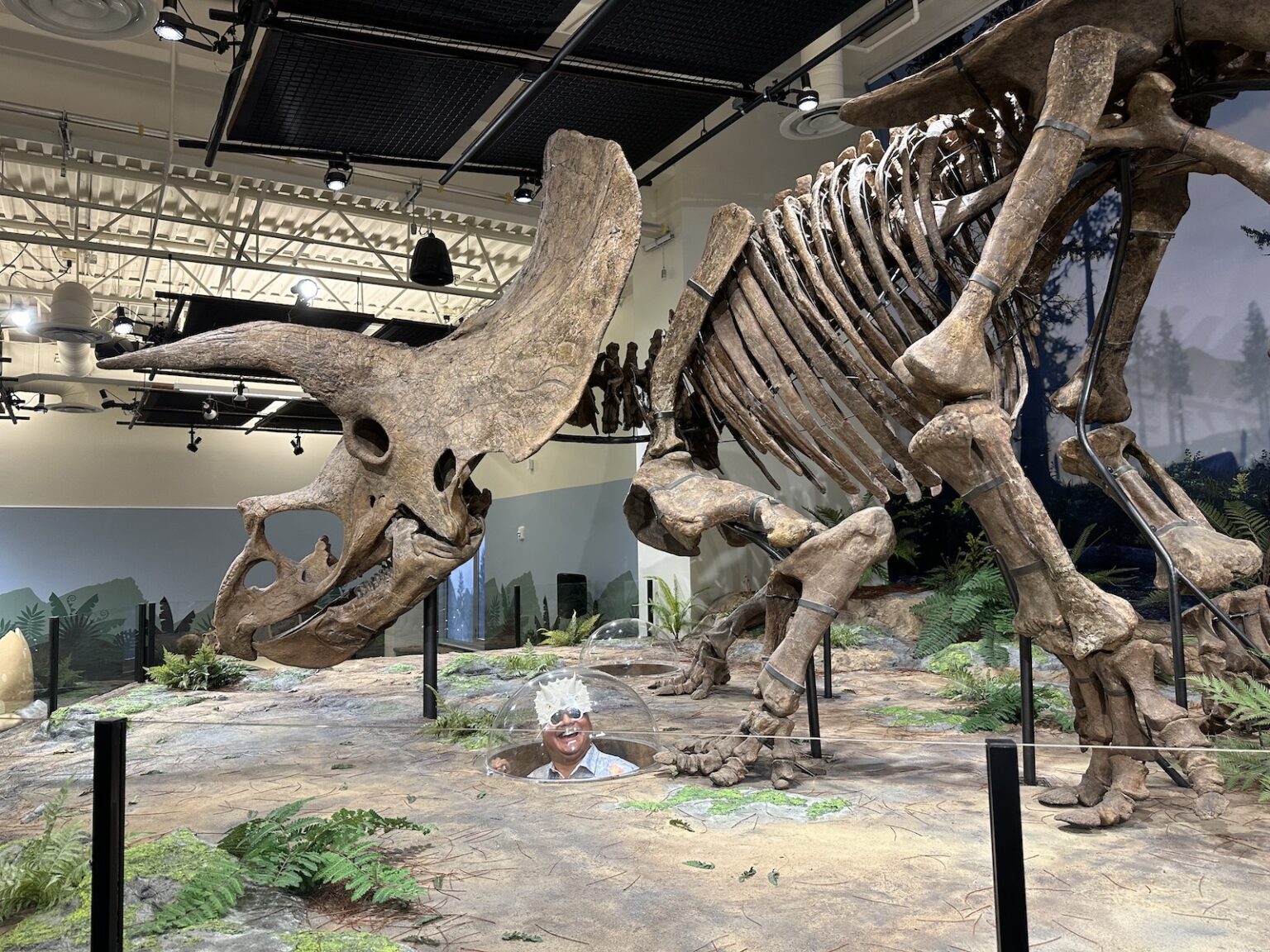 A sneak peek at “Big John,” the triceratops at the Glazer Children’s ...